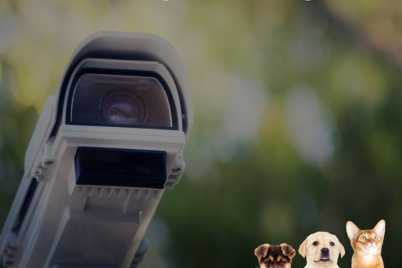 A Guide to ISO Setting on Camera for Better Photography